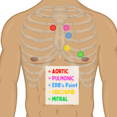 Advanced Cardiovascular Assessment for nurses | Assessing the Heart | Health And Willness