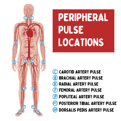 Advanced Cardiovascular Assessment for nurses | Assessing the Heart | Health And Willness